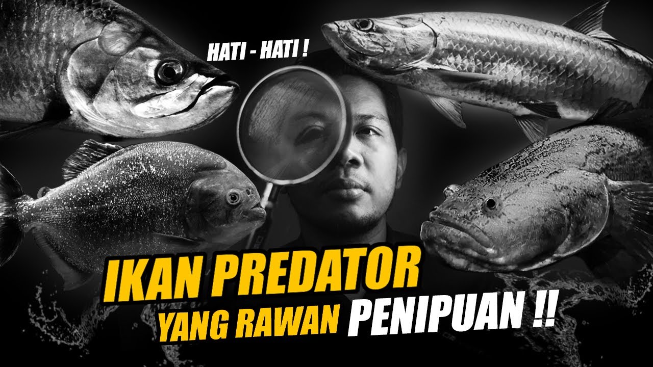 AWAS TERTIPU ‼️ IKAN PREDATOR INI SULIT DI IDENTIFIKASI BRO ! - YouTube