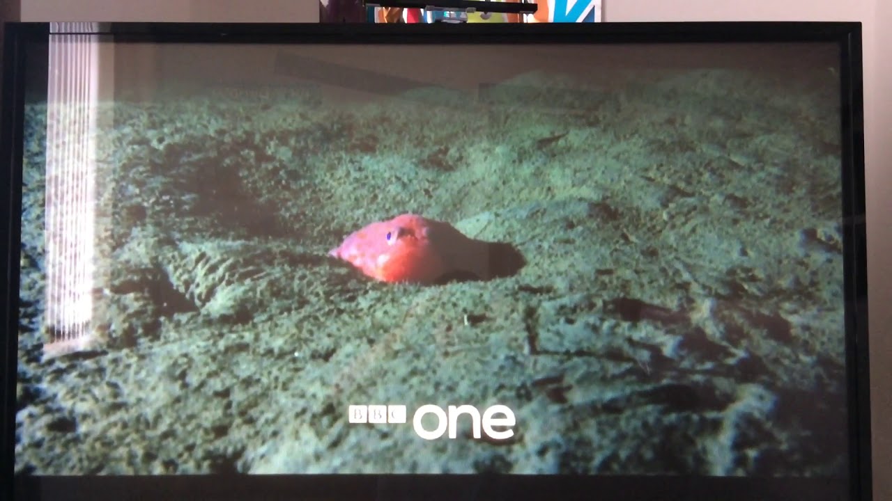 The sea toad (original) - YouTube