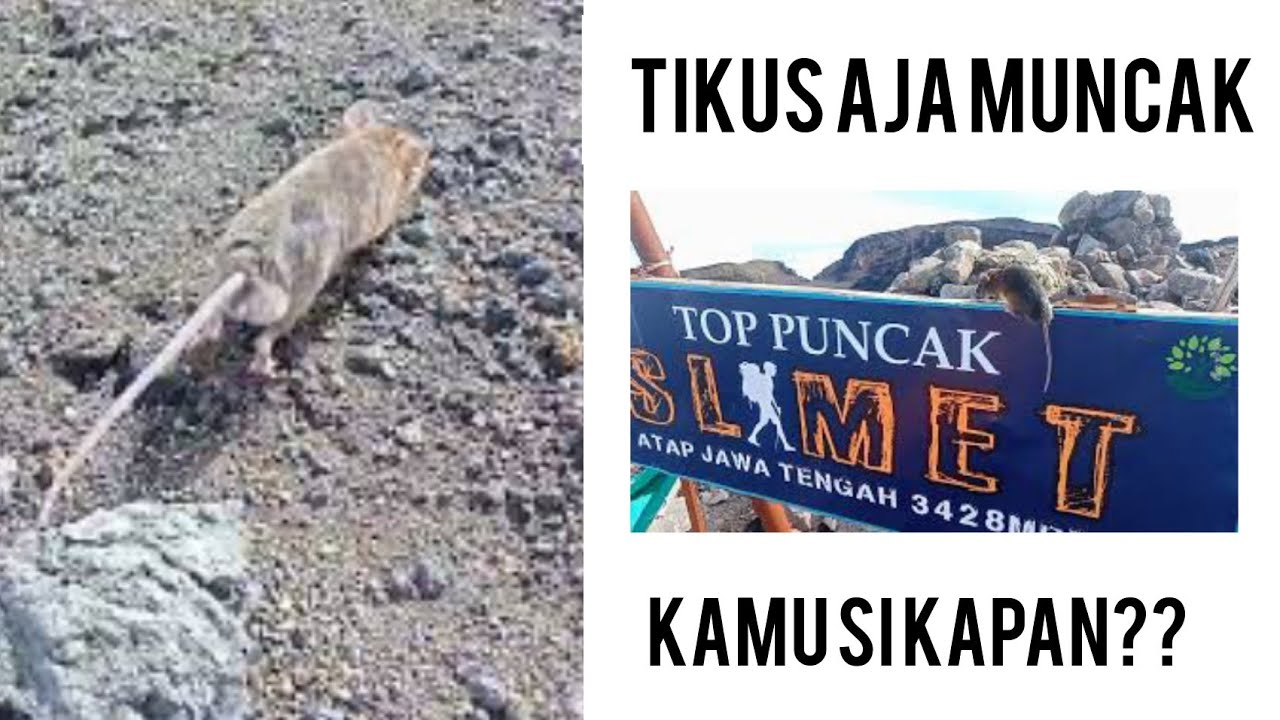 Tikus ikut ke puncak gunung slamet - YouTube