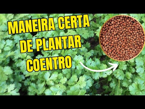 Como plantar COENTRO da maneira correta? A melhor forma de plantar ...