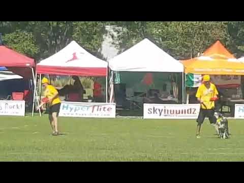 Jack and Kat Fahle with Ziggy pairs freestyle 2016 - YouTube