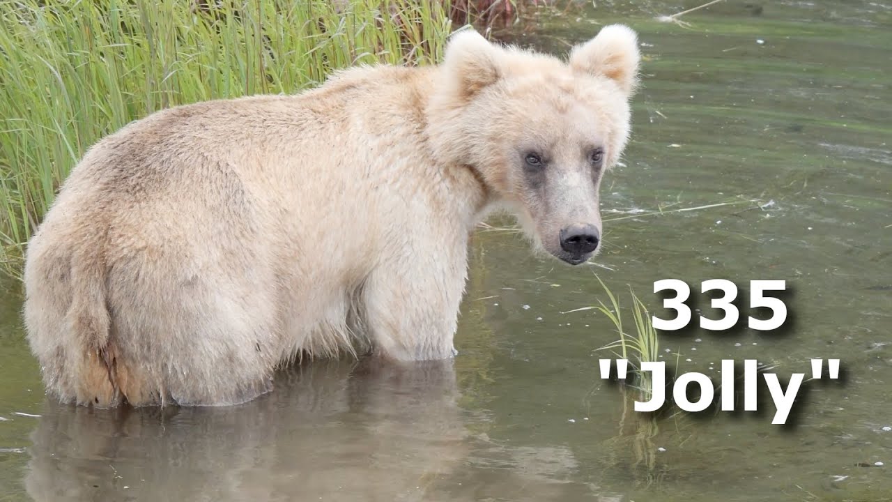 Bear 335 “Jolly” - Katmai National Park - Up Close and Personal with a ...