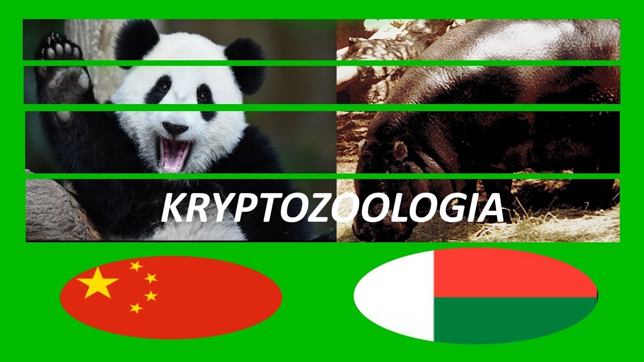 6# Kryptozoologia - Szanse większe niż zwykle. - YouTube