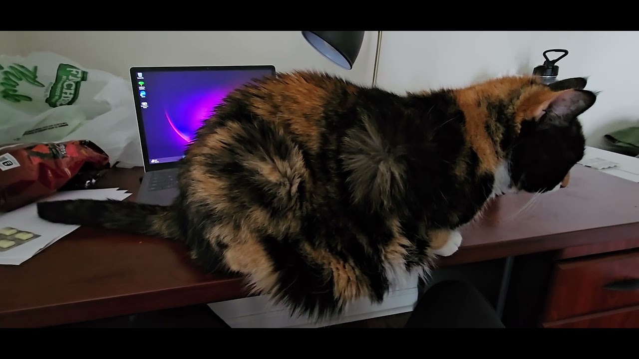 no computer....maybe I have a cat virus...? - YouTube