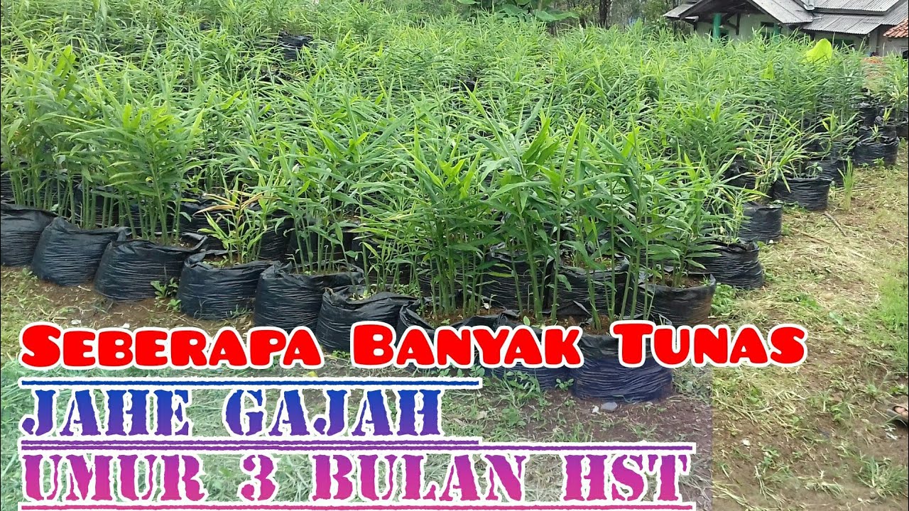 Seberapa Banyak Tunas 3 Bulan Setelah Tanam Jahe. - YouTube
