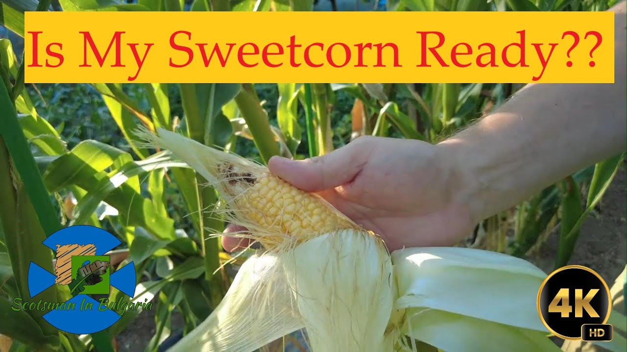How To Know When Your Corn Is Ready To Harvest 🌽| Hints & tips - YouTube