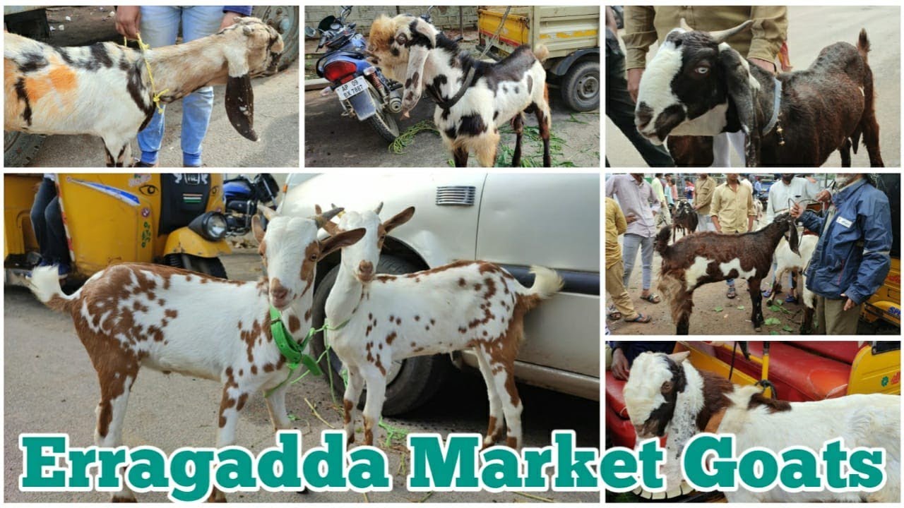 Erragadda Sunday Market Goats | Hyderabad Sunday Goats And Sheep Market ...