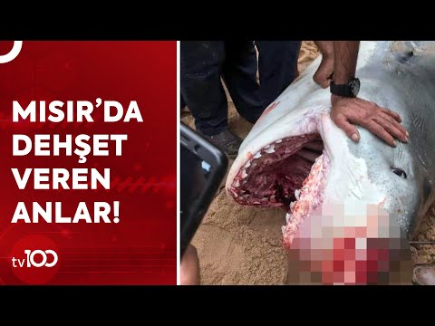 TURİST KÖPEK BALIĞI SALDIRISINA UĞRADI! | TV100 HABER