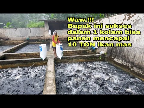 KEREN.!!! BAPAK INI SUKSES BUDIDAYA IKAN MAS PERKOLAM BISA PANEN 10 TON