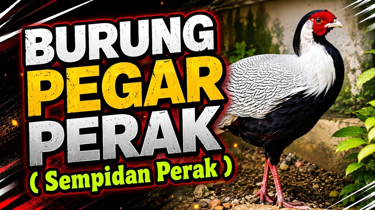 BURUNG PEGAR PERAK #burung #burungpegar #burungpegarperak #pegarperak # ...