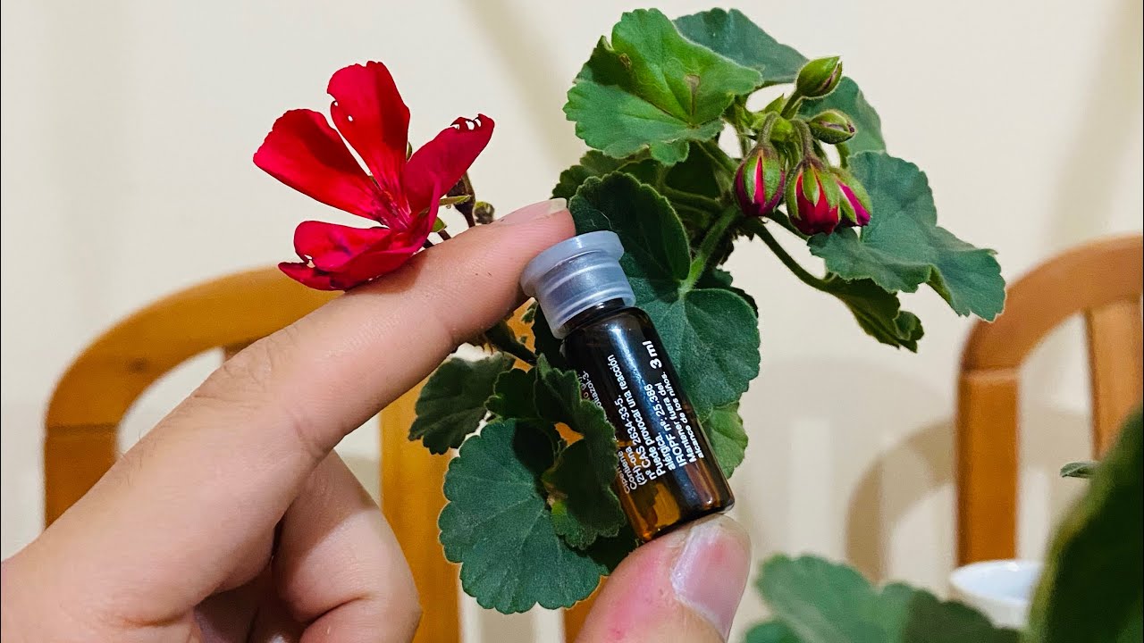 🔴 El MEJOR REMEDIO PARA ACABAR CON EL TALADRO DEL GERANIO//😱💊Salva tus ...