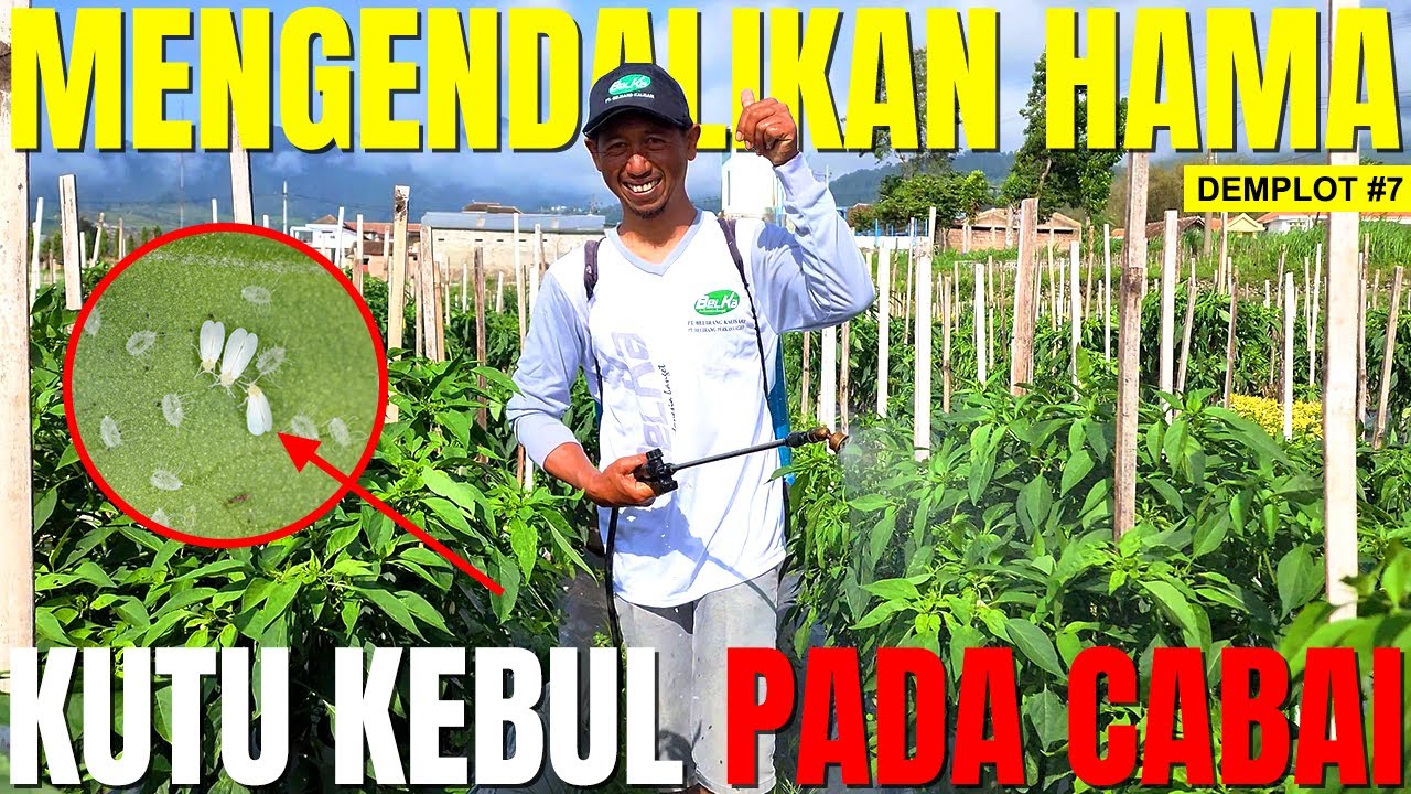 MENGENDALIKAN HAMA KUTU KEBUL PADA CABAI ‼️ Magetan Jawa Timur - Dempot ...