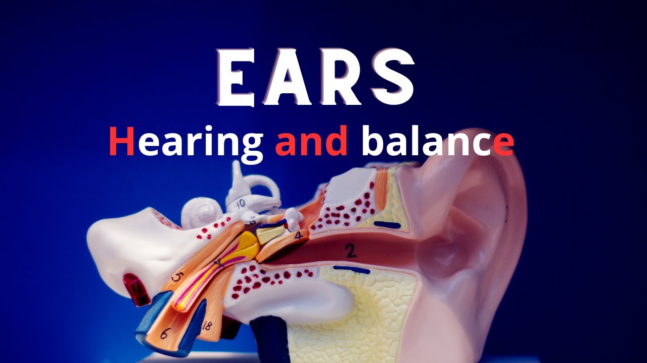 Listening with Clarity : wonders of human ears - YouTube