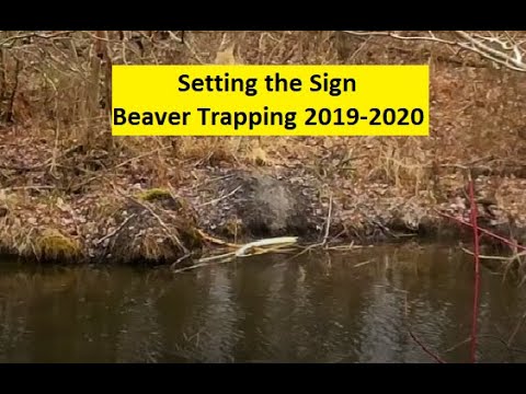 Setting Sign: Beaver Trapping 2019 2020 - YouTube