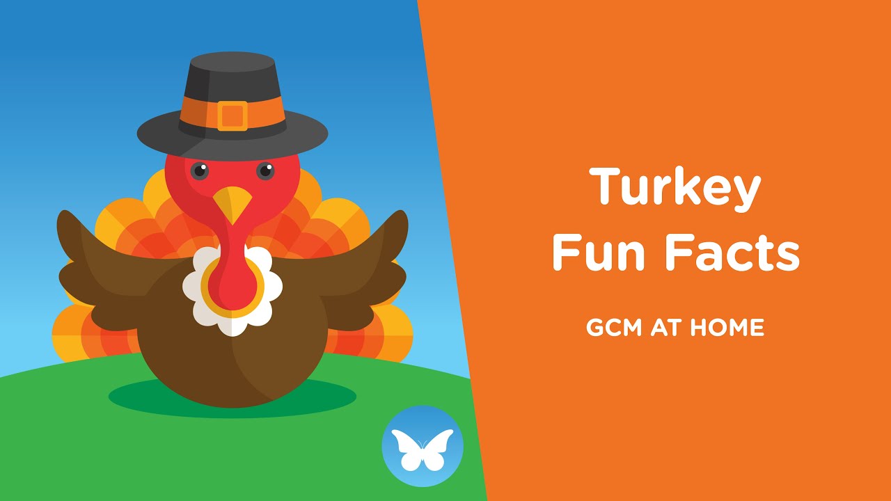 Turkey Fun Facts - YouTube