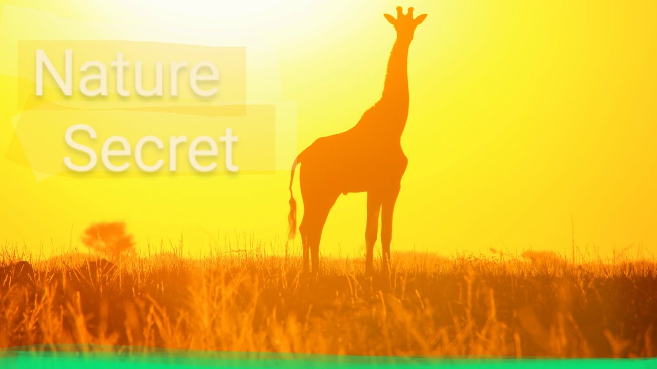 Giraffes Nature Secret||#naturedocumentary Nature Secret - YouTube