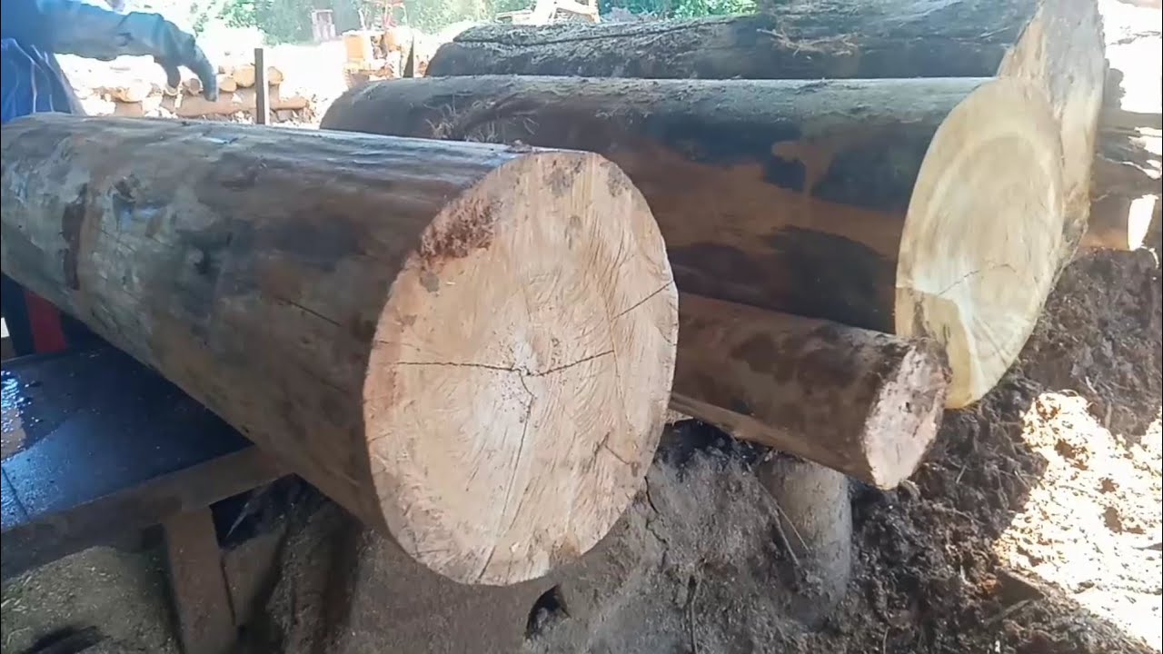 PENGGERGAJIAN KAYU MERANTI KUNING - YouTube