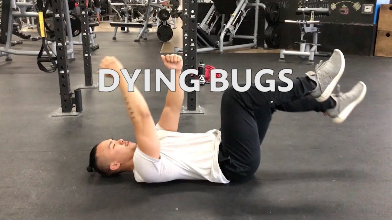 Dying Bugs - YouTube