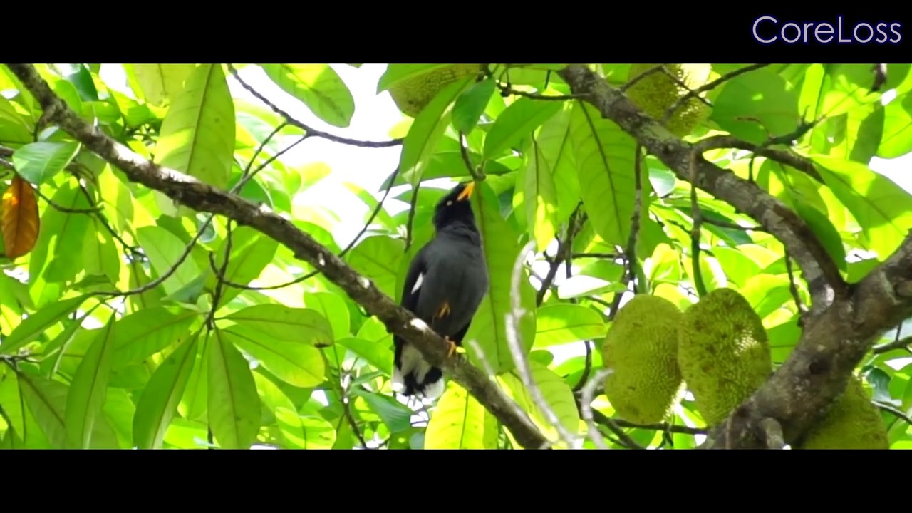 Burung Tiung Kerbau | (Sony A6000 | 55-210mm Zoom Lens) - YouTube