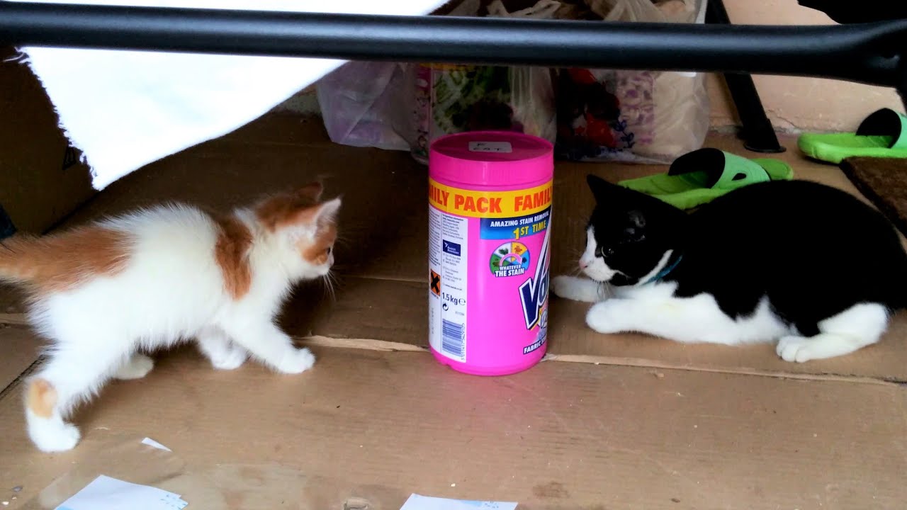 My Cats Tom & Mimi When They Were Young - YouTube