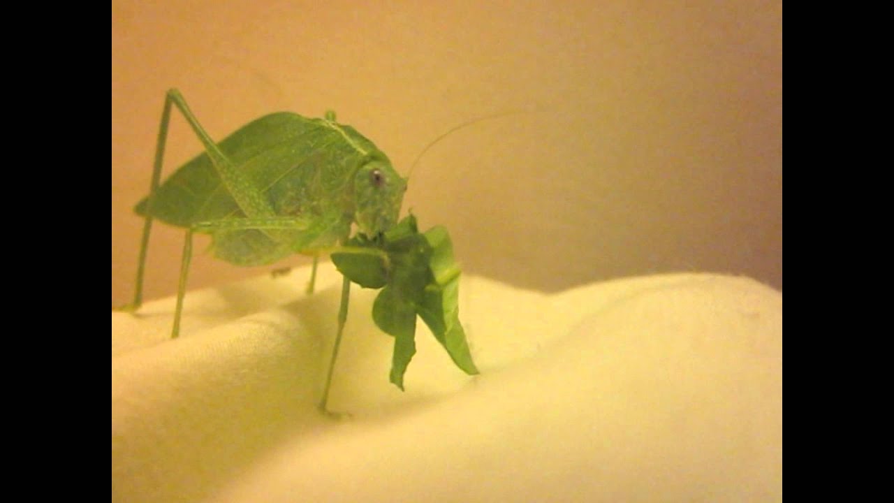 katydid eating - YouTube