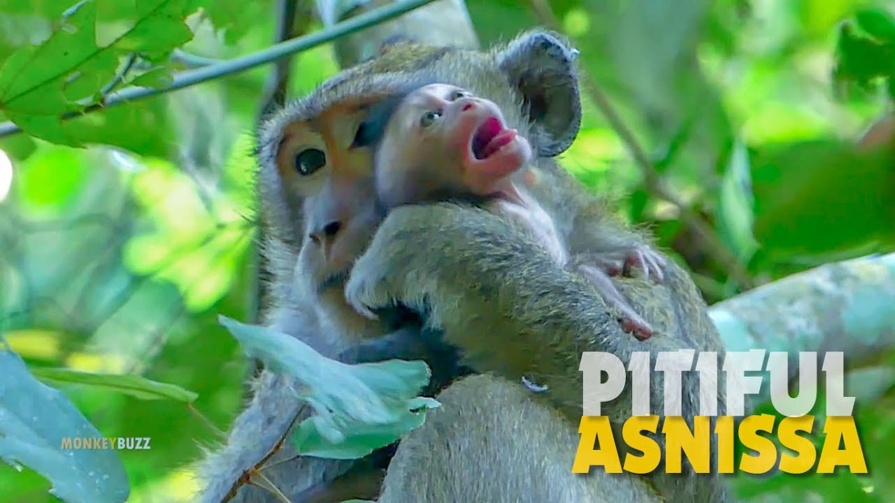 Million Pity Monkey Anissa Crying Big Mouth Because King Aron Kidnap ...