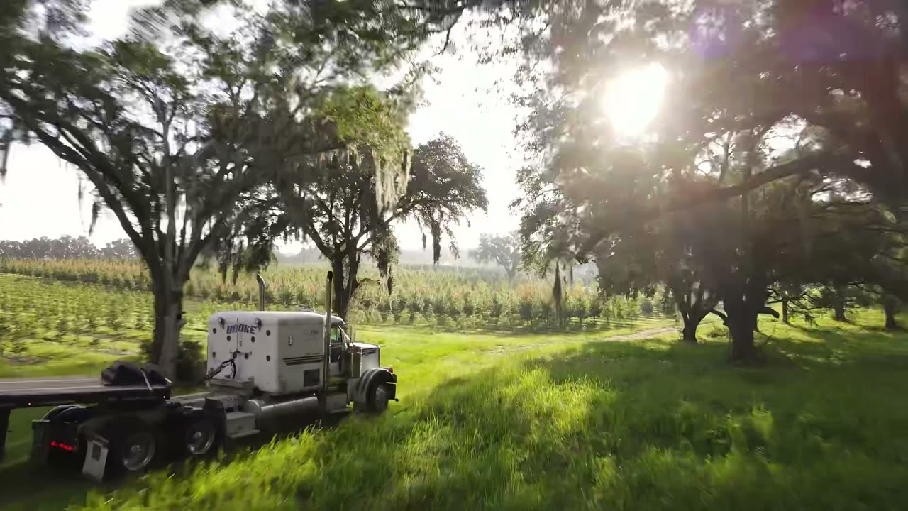 True Detective Tree Wallpaper