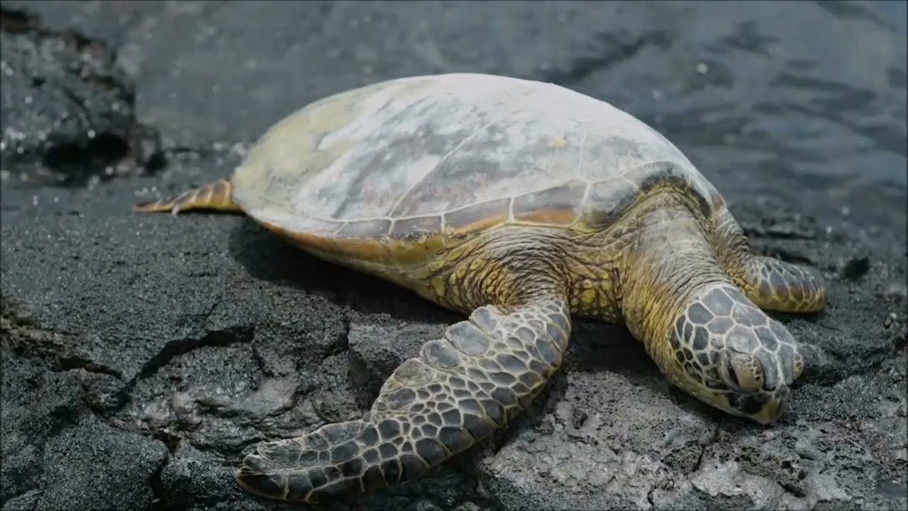 Karumbé - Tortugas Marinas del Uruguay. - YouTube
