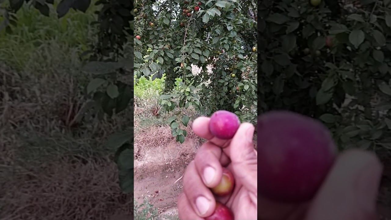 Aloocha (Desi plum) - YouTube