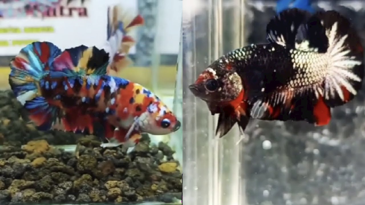 Amazing Cute and Funny Betta Fish Compilation Video #2 - YouTube