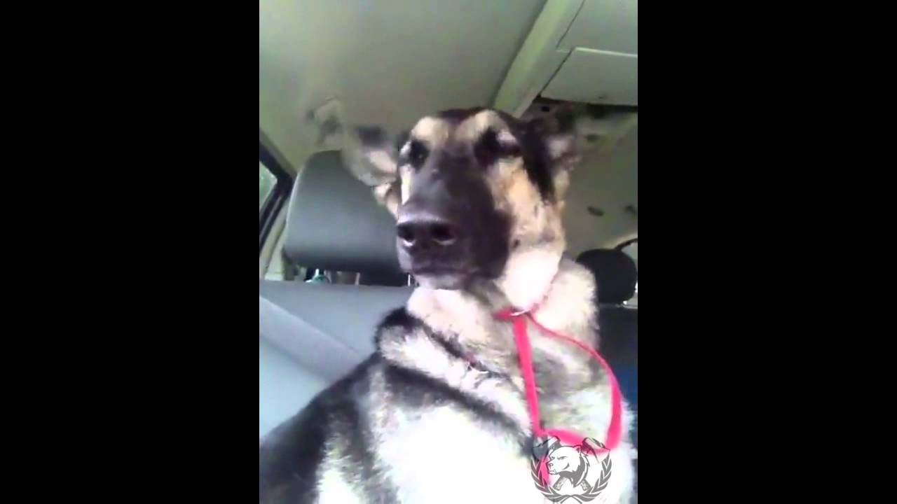 German Shepherd dancing - YouTube