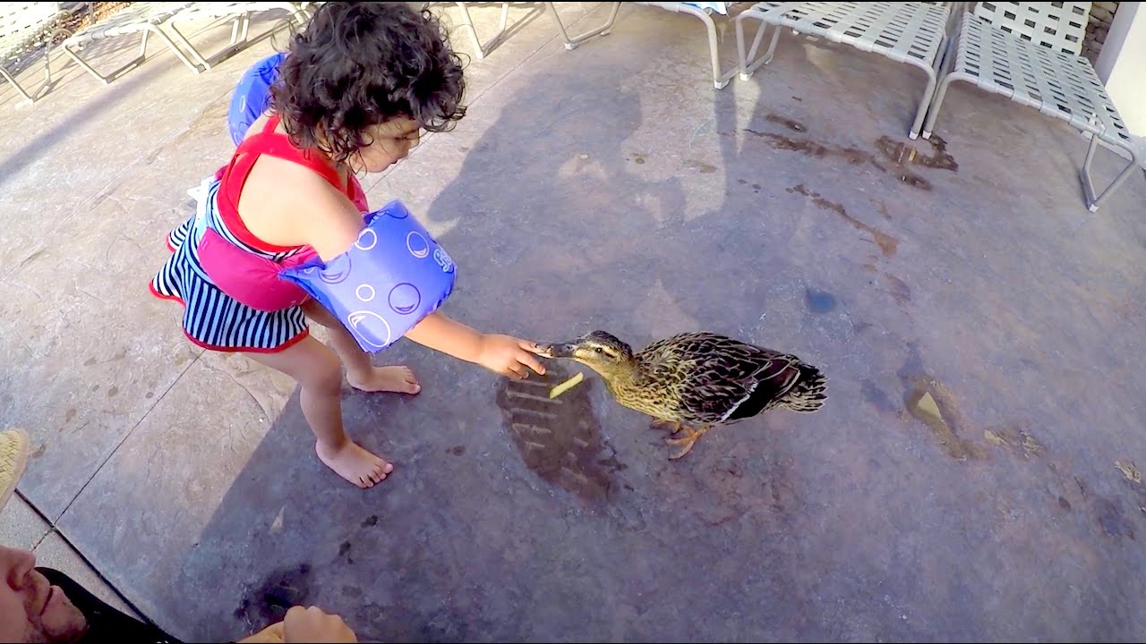 DUCK BITE 🦆😱 - YouTube