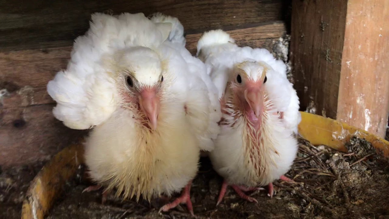 King Pigeon 3 weeks old - YouTube