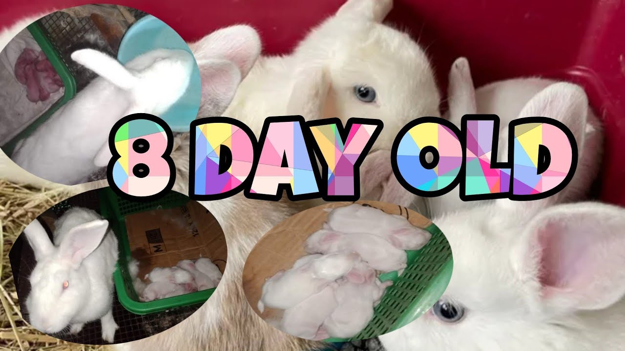 EIGHT DAY OLD BABY RABBIT 🐰 - YouTube