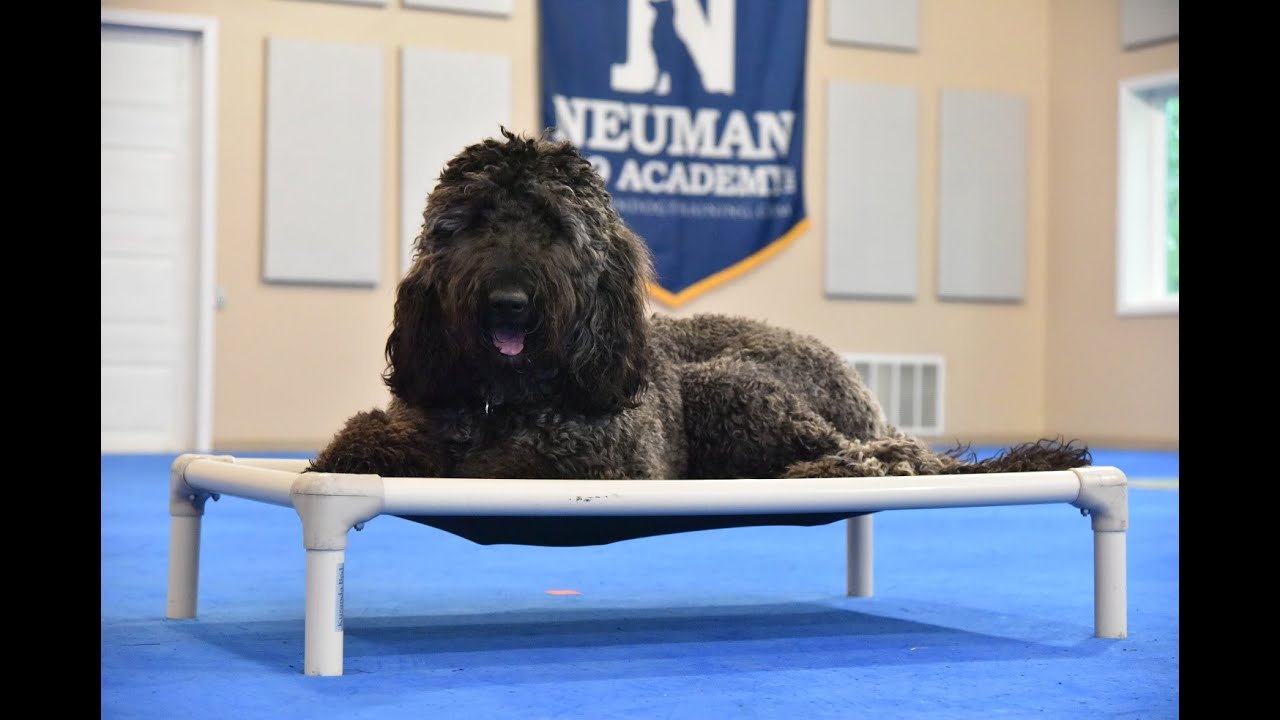 Ozzy (Standard Poodle/Afghan Hound Mix) Puppy Camp Dog Training Video ...