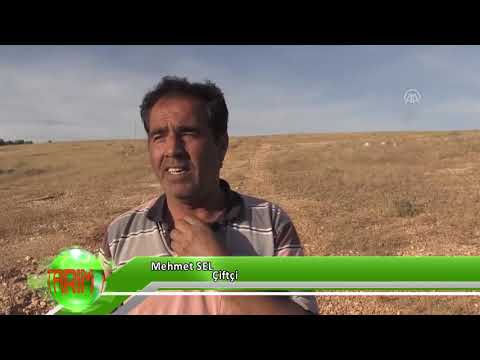 GAP’ta arpa bereketi