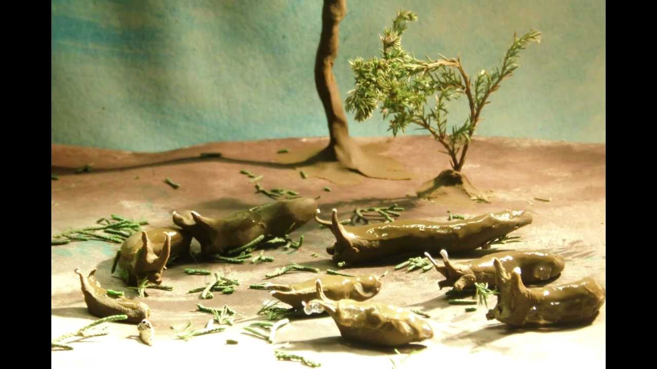 Especiación Simpátrica - Stop Motion - YouTube