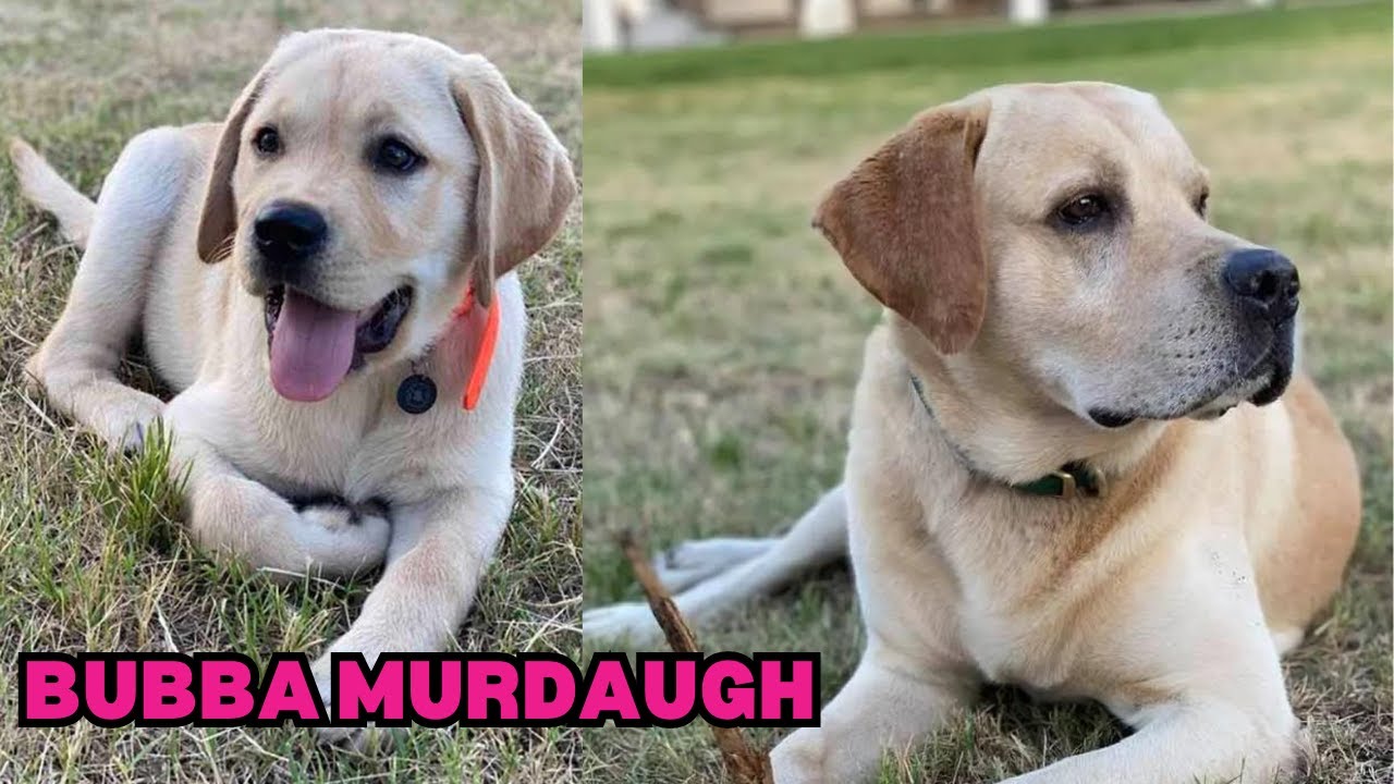 Meet Bubba, Murdaugh family dog, helped convict Alex - YouTube