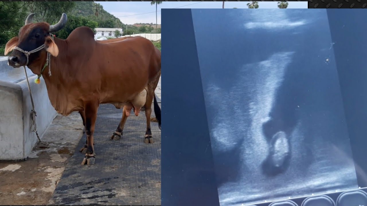 38 days pregnancy in cows how fetus look in ultrasound in tarparkar ...