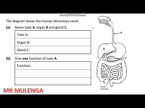 QUESTION AND ANSWER ON DIGESTIVE SYSTEM - YouTube