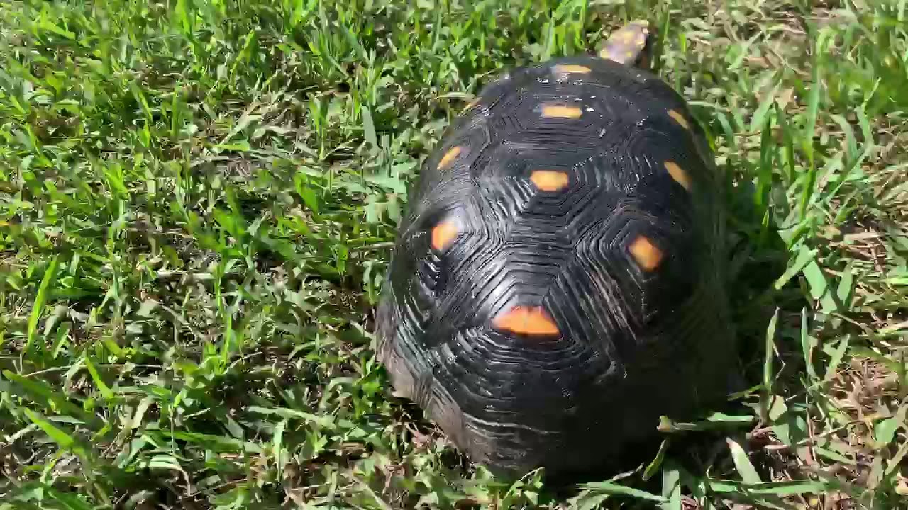 V8 Male Redfoot Tortoise. Andrews - YouTube