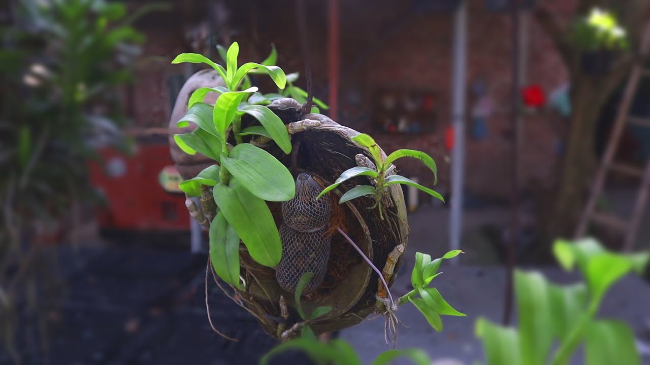 Grow orchids in coconut shell from stem cuttings - YouTube