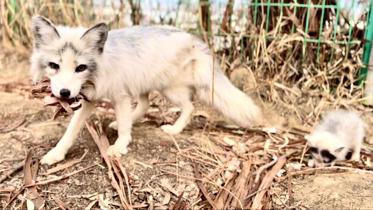 Unbelievable! 🦊Mom fox couldn’t eat the meat and left it for her babies ...