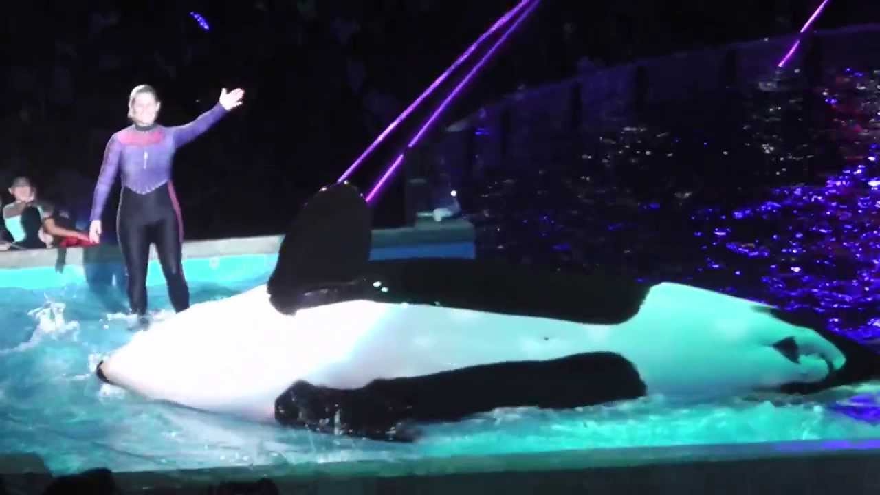 Shamu Rocks SeaWorld Orlando - Part 2 - YouTube