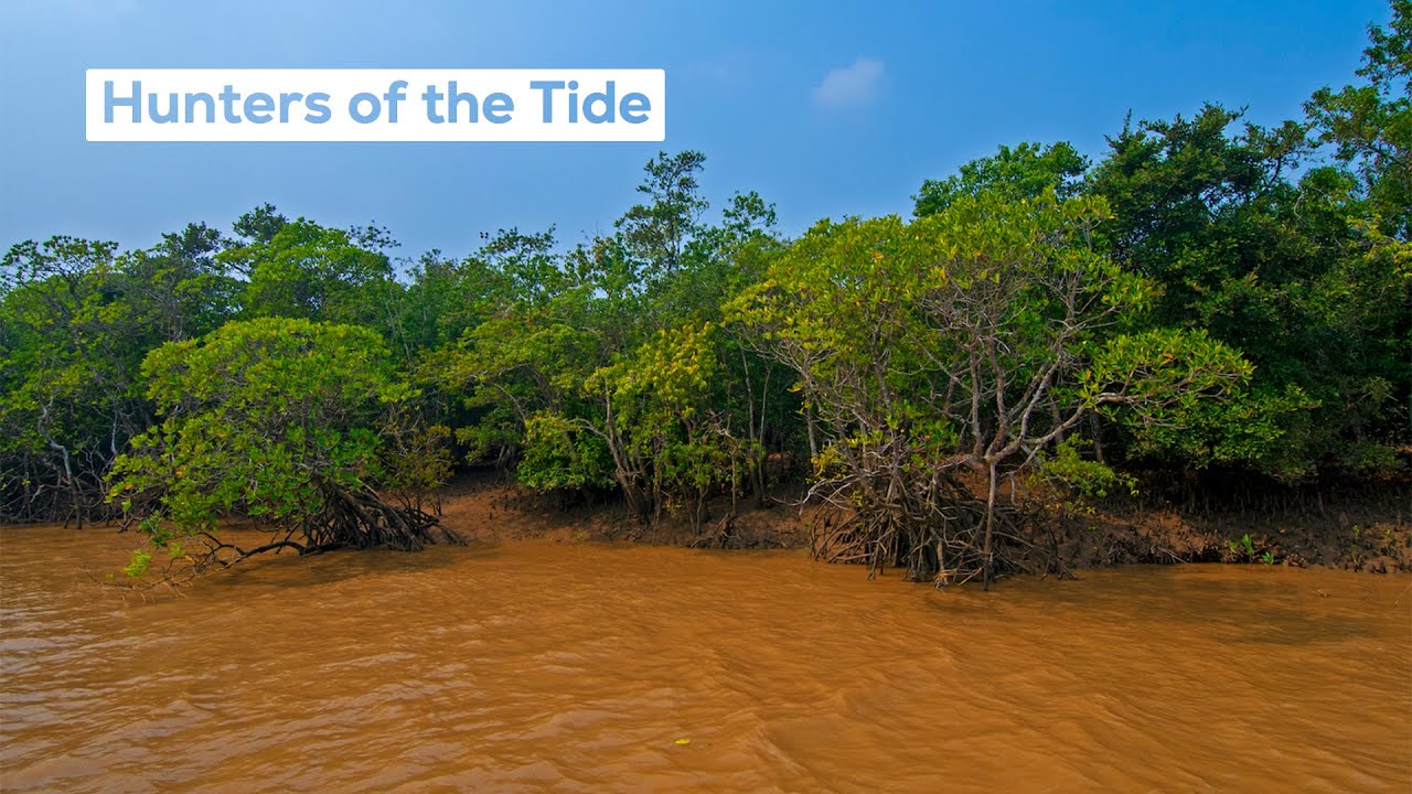 Predators of Mangrove Forest of Bhitarkanika National Park | Animal ...
