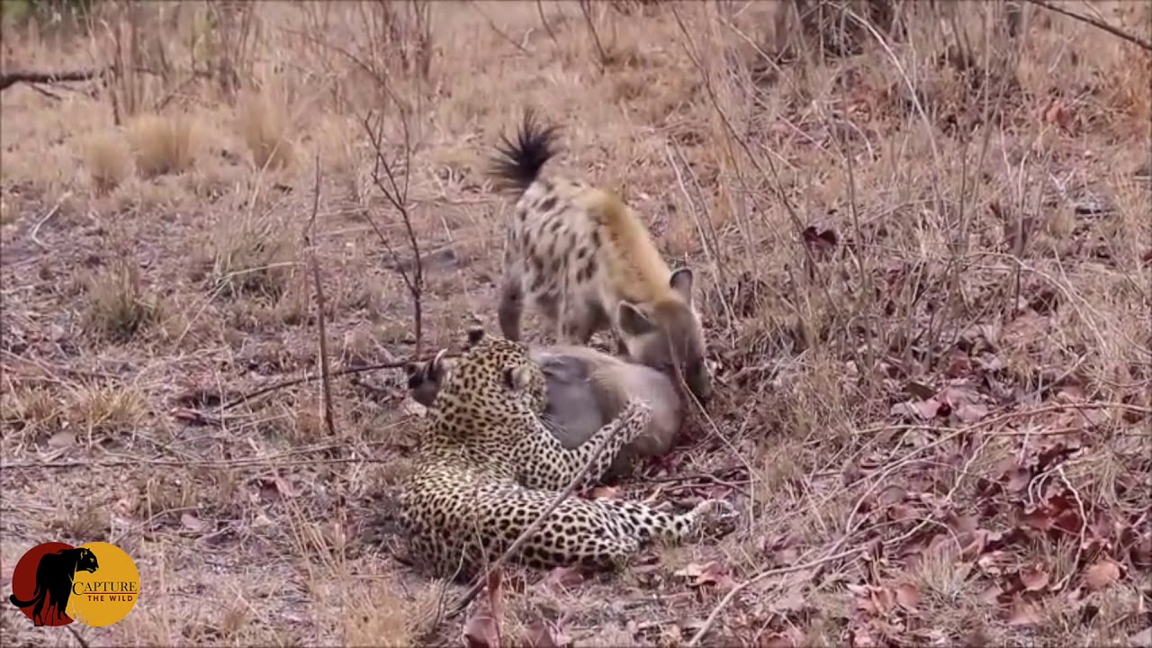 INCREDIBLE!!! - Leopard & Hyena FIGHT over Warthog that is STILL ALIVE ...
