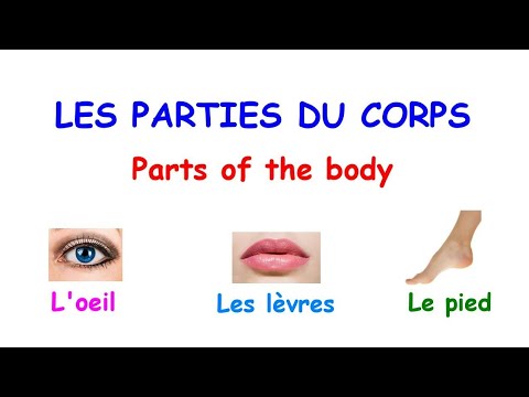 Parts of the body in French (Les parties du corps) - YouTube