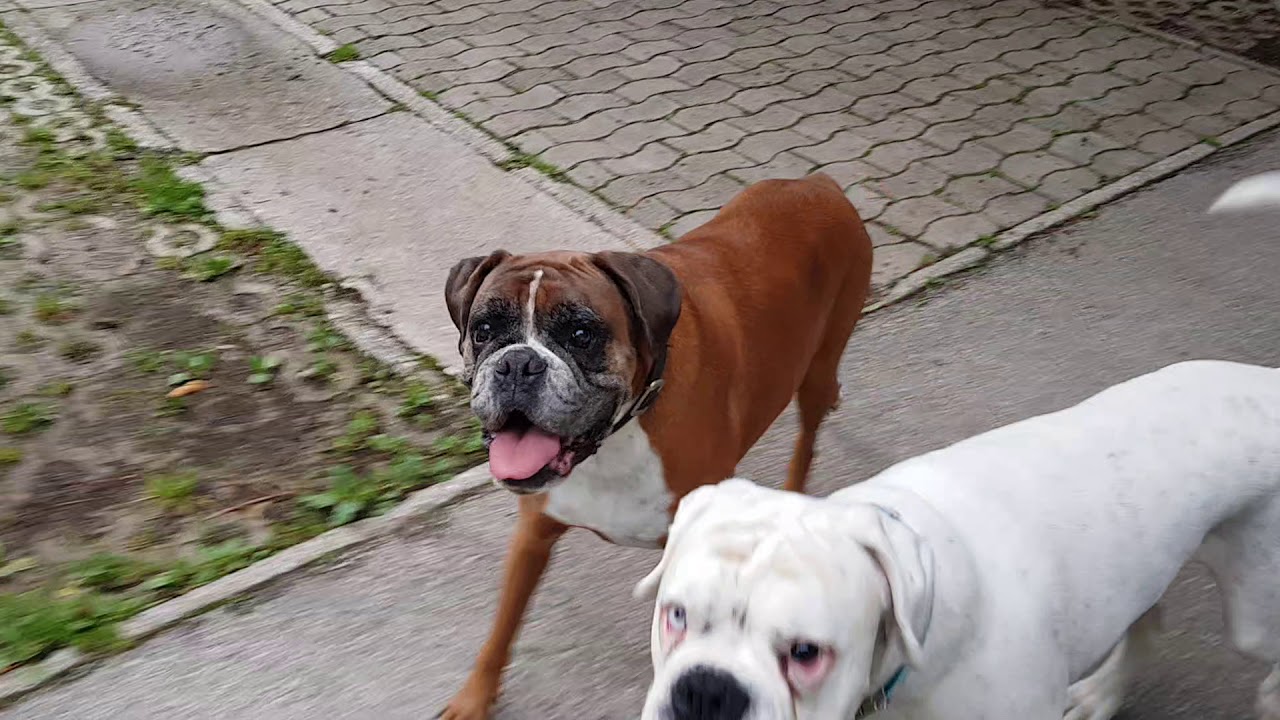 Morning playful boxer dogs - YouTube