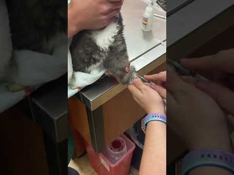 Feline cephalic blood draw - YouTube