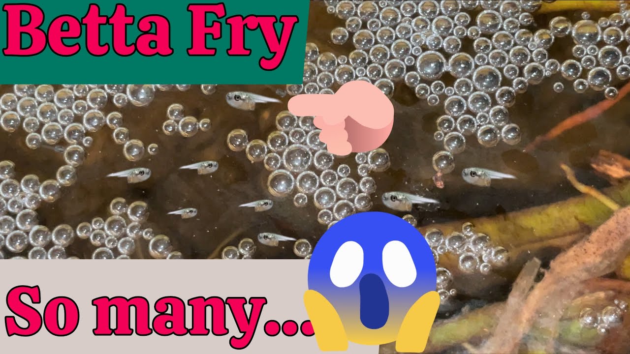 Betta fry || Fish Babies #bettafish #fishfry 😱 - YouTube